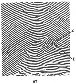 The Science of Fingerprints